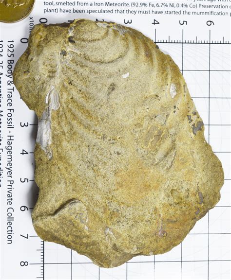 Shell 6 Member Collections The Fossil Forum