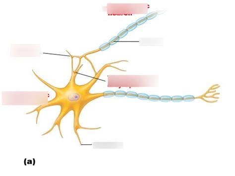 Axodendritic Synapse Diagram Quizlet