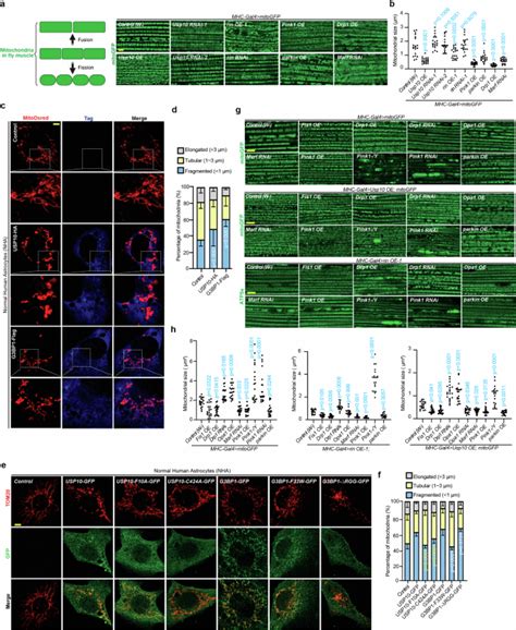 40s 核糖体亚基回收复合物调节线粒体动力学和内质网 线粒体裂变 融合热点的线粒体拴系 Nature Communications X Mol