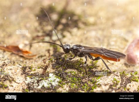 A Male Braconid Wasp Atanycolus Sp Explores The Surface Of A Fallen