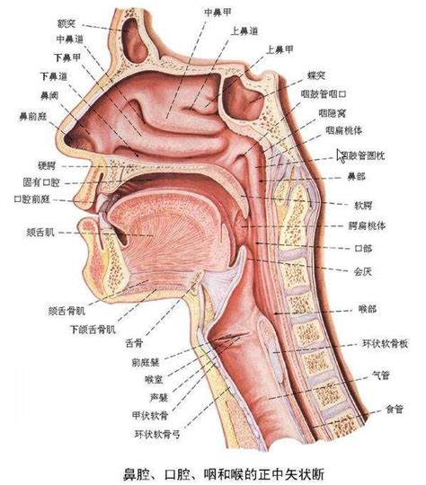 上颚疼 上颚下颚 伤感说说吧