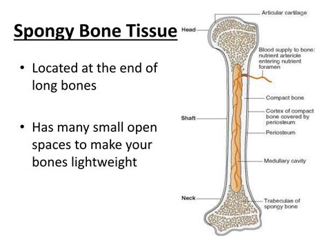 Ppt Understanding The Skeletal System Are Your Bones Alive