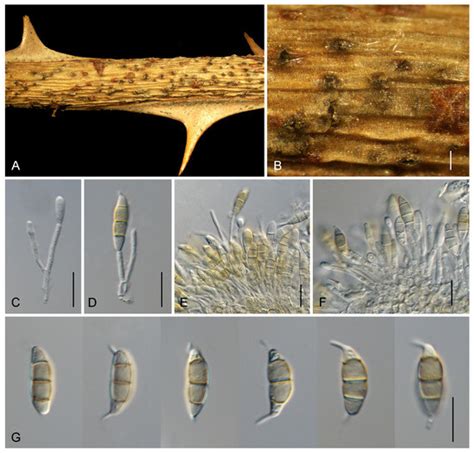 Pathogens Special Issue Identification And Characterization Of Plant Pathogens