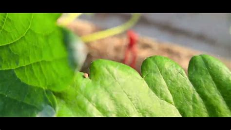 딸기 출하계획온도벌2화방 출뢰방제딸기농사 신경쓸게 많아요 Youtube