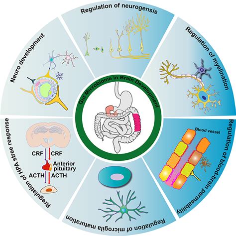 Microbiome Gut Brain Axis Implications In The Links Between Infla Jir