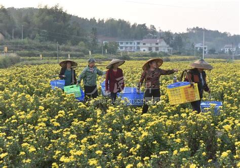 湖南双峰菊花飘香助农增收 人民图片网