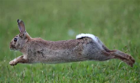 How Fast Do Rabbits Run Wild Domestic Rabbit Top Speed USA Rabbit Breeders