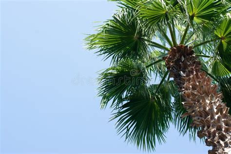 Single Green Coconut Palm Tree Against Blue Sky Bottom View Stock Image Image Of Vacation