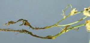 Pythium Life Cycle Root Rot Task Force
