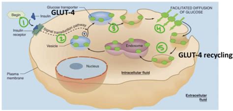 Endocrine Pancreas Flashcards Quizlet