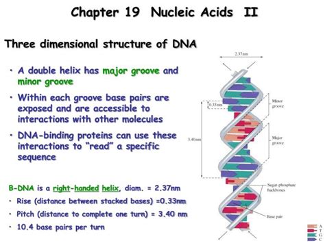 Ppt Three Dimensional Structure Of Dna Powerpoint Presentation Free