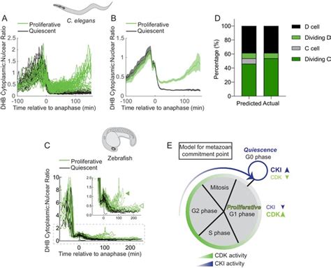 Figures And Data In Visualizing The Metazoan Proliferation Quiescence Decision In Vivo Elife