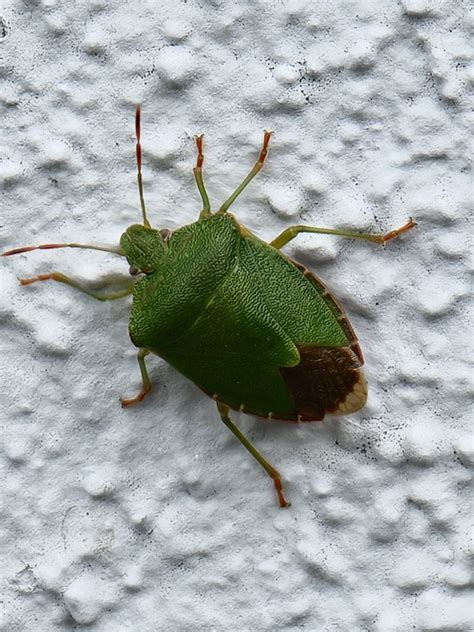 Bug Turtle Stink Free Photo On Pixabay Pixabay