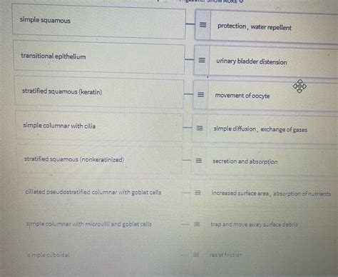Answered Simple Squamous Transitional Epithelium… Bartleby