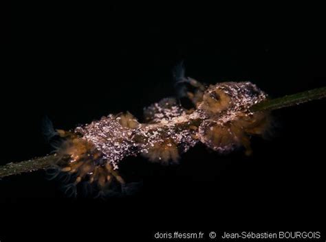 Réseaudoris Photos Signalements De Lophopus Crystallinus