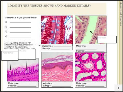 Anatomy Chapter 4 Test