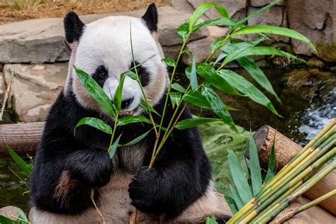 使用 Pandas Dataframe 常用的 27 個基本技巧 本篇文章主要分四個部分，第一個部分是 Dataframe By Eric Tsai Medium