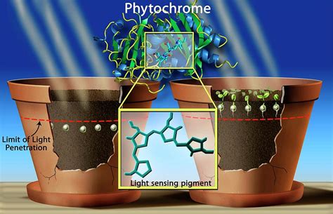 Phytochrome Photosynthesis By Science Photo Library