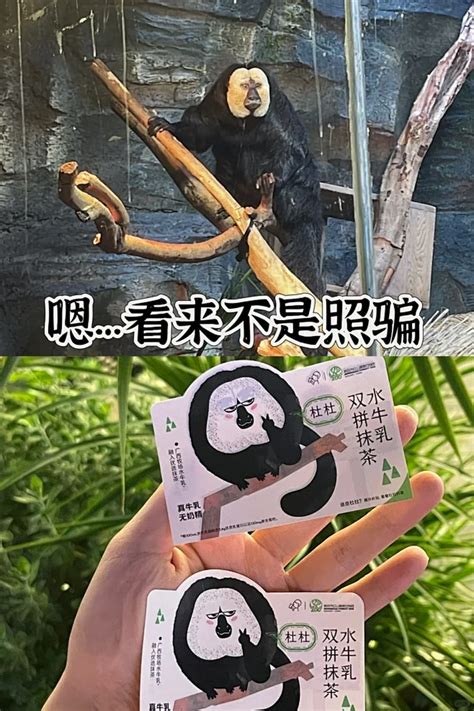南京遛娃｜终于见到红山动物园男明星杜杜 小红书