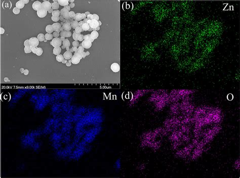 The A Sem View And The Eds Mapping Of The Of B Zn C Mn And D O Download Scientific