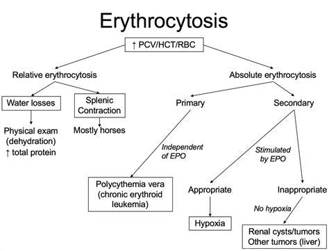 Erythrocytosis Eclinpath Erythrocytosis Eclinpath
