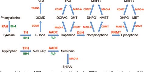 Figure 1 From Clinical And Biochemical Features Of Aromatic L Amino