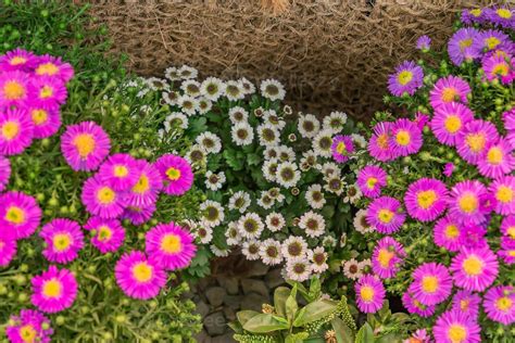 Blooming Bush Of White Chrysanthemums Abd Pink Aster Flowers On Fishnet