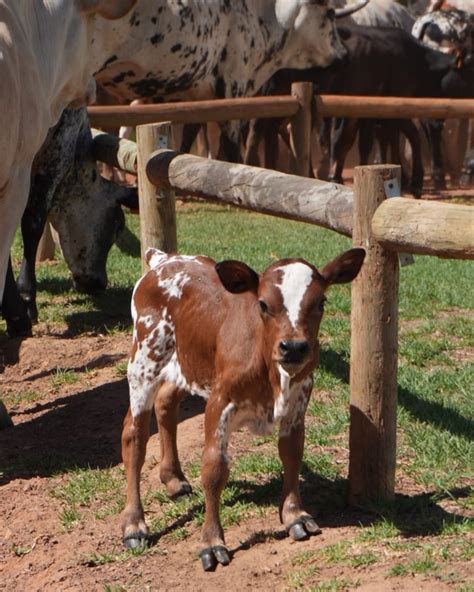 Dwarf Nguni Calf Born At Vergelegen Southern And East African Tourism