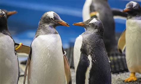 Same Sex Penguin Couple Fosters An Egg In Sydney Npr