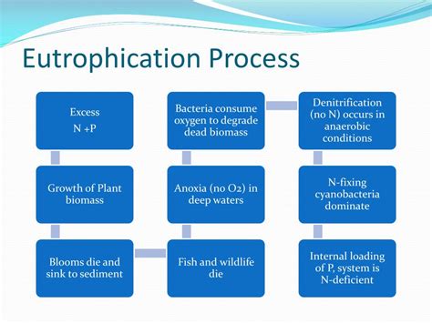 Eutrophication Flow Chart