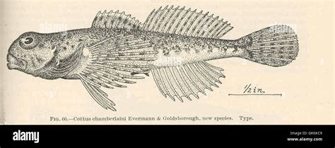 Cottus Chamberlaini Described By Evermann And Goldsborough Is A New