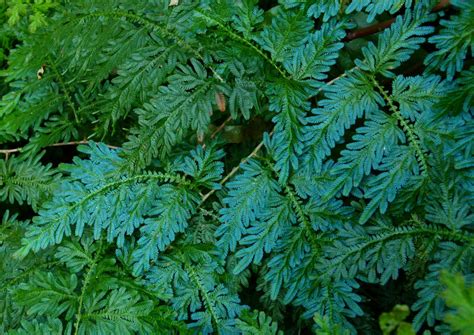 Complete And Updated Selaginella Care Guide Everything You Need To