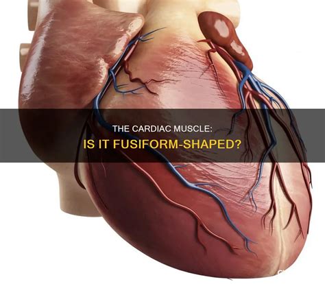 The Cardiac Muscle Is It Fusiform Shaped Cyvigor