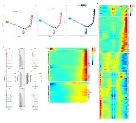 Luminal Cell Trajectory Analysis A C Monocle 2 Trajectory Plot Download Scientific Diagram