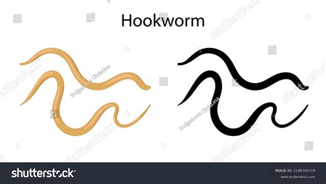 Hookworm Over 354 Royalty Free Licensable Stock Vectors And Vector Art