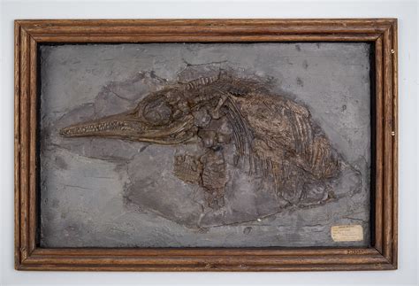 Mary Annings Ichthyosaur Oxford University Museum Of Natural History