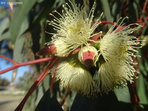 Pamela Anderson Blowjob