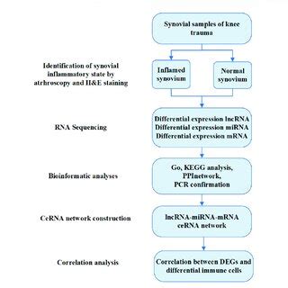 The Workflow Diagram Of This Study Download Scientific Diagram