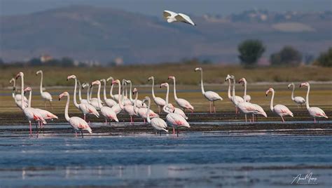 Flamingos Remain In Albania Tirana Times