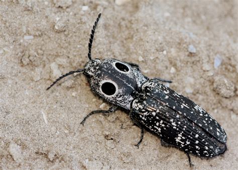 Black Eyed Click Beetle