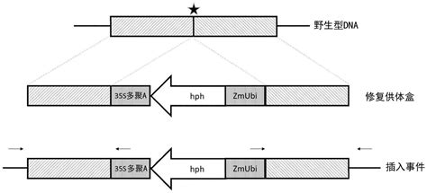 修饰基因组的组合物和方法与流程