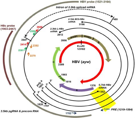 An Hbv Transcription Map Is Illustrated All Hbv Ayw Transcripts