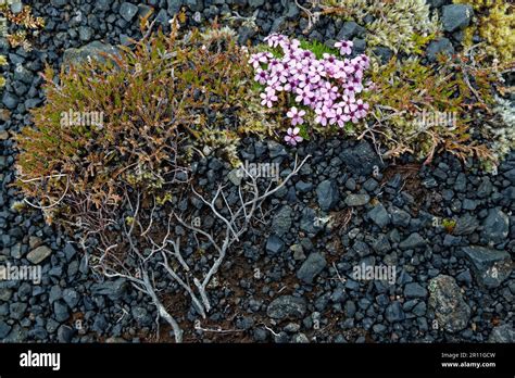 South Iceland Moss Campion Silene Acaulis Campion Iceland Stock