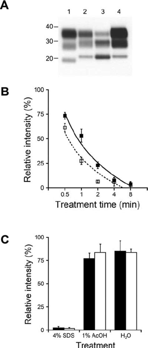 Strain Characterization And Prp Sc Levels Before And Download