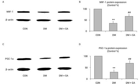 Roles Of Ga On A B Nrf 1 And C D Pgc 1α Expressions In Download Scientific Diagram