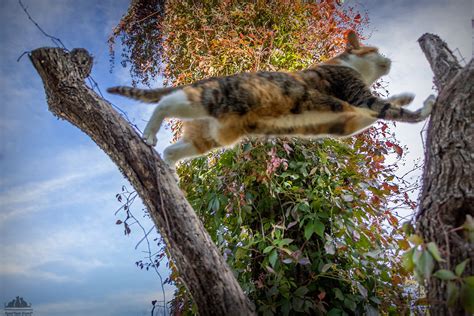 In Transit Monica Bellucci On The Old Trunk Wel Flickr