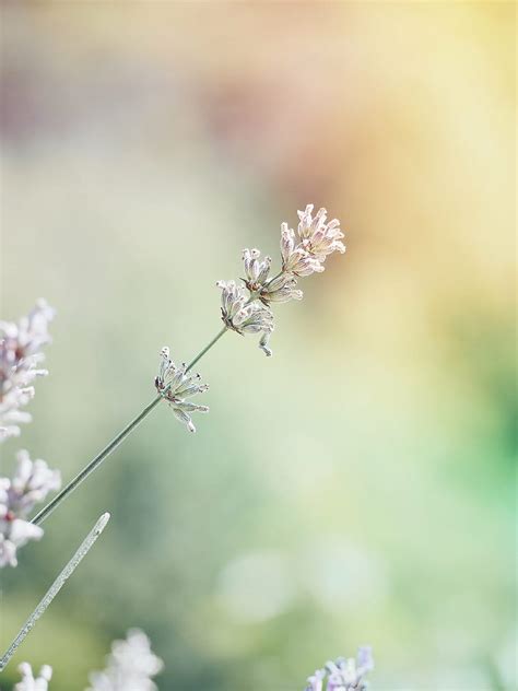 Epl Hd 바탕 화면 배경 화면 무료 다운로드 Wallpaperbetter