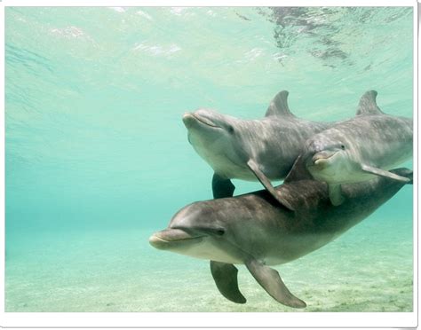 돌고래 자연과 어우러진 아름다운 풍경 네이버 블로그