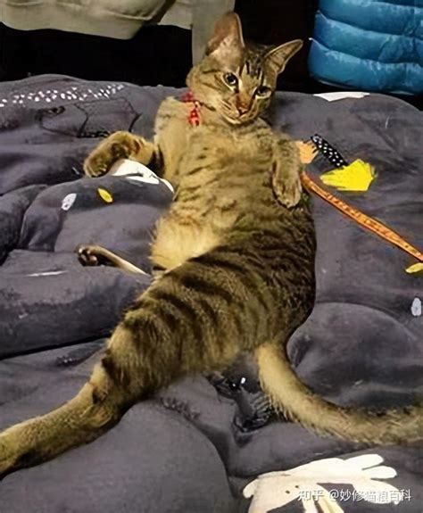 猫咪早上粘人一直叫，必须摸摸头是怎么回事？ 知乎