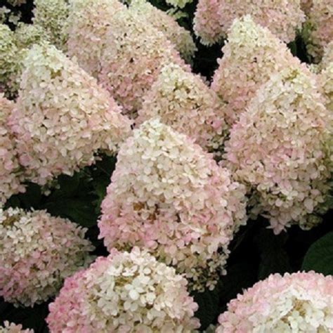 Гортензия Magical Sweet Summer - купить с доставкой по Украине, цена в ...